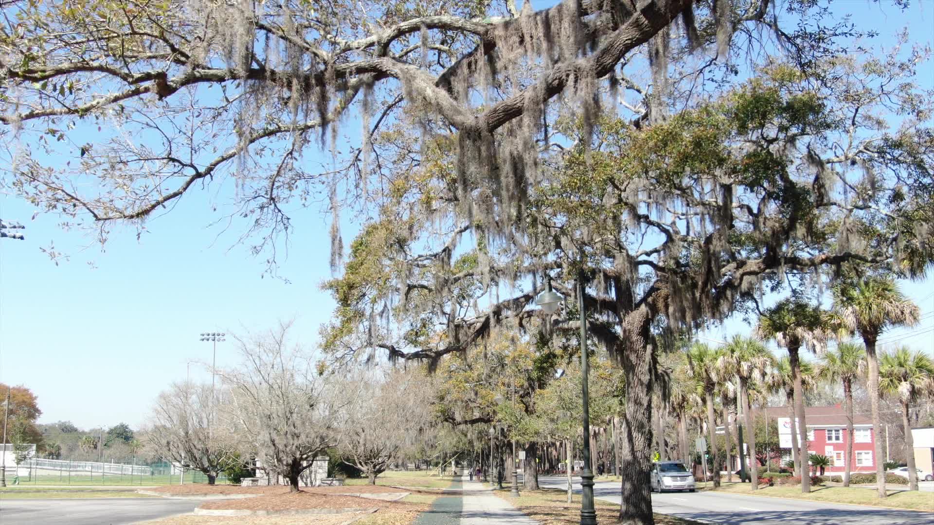 Savannah Tree Foundation Pt. 2 – WSAV-TV